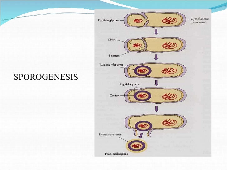 Bacterial morphology