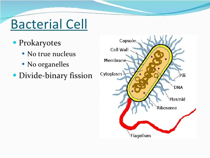 Bacterial morphology
