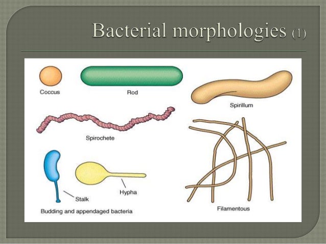Bacterial morphology