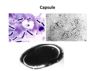 Bacterial morphology | PPT