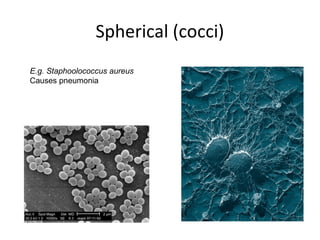 Bacterial morphology | PPT