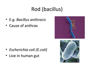 Bacterial morphology | PPT