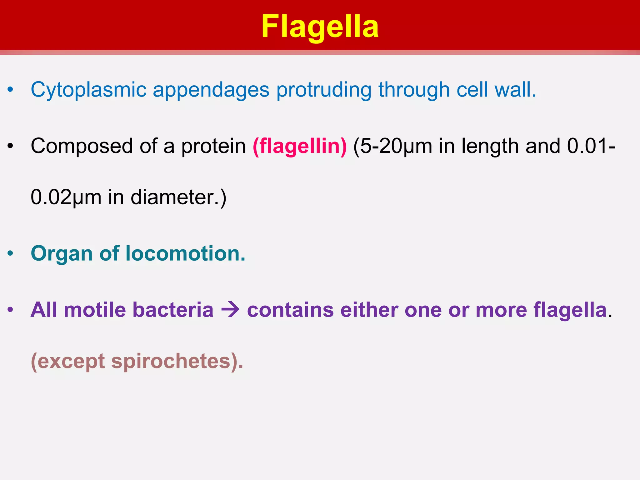 Morphology of Bacteria | PPT