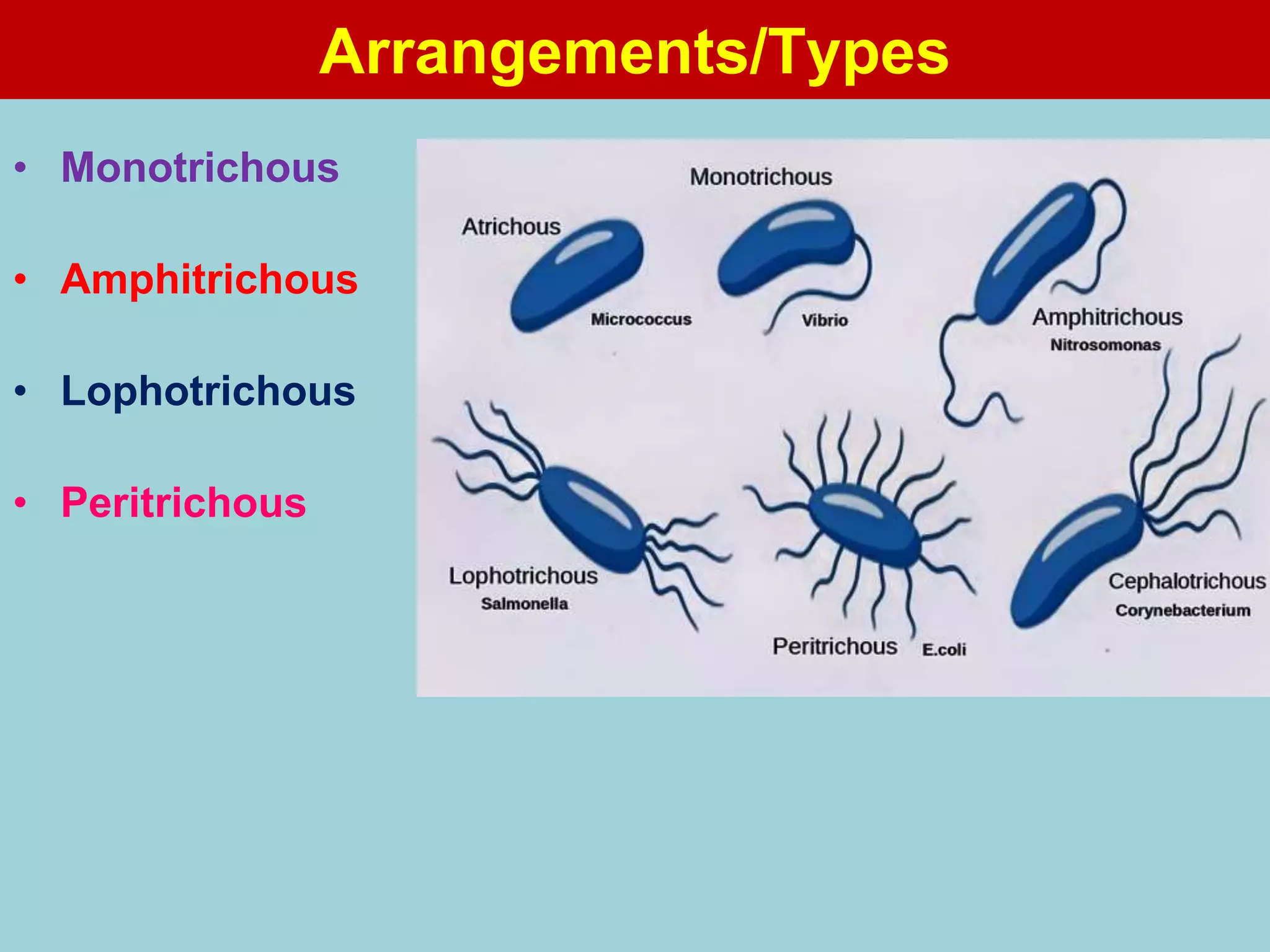 Morphology of Bacteria | PPT