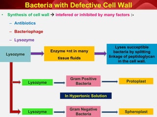 Morphology of Bacteria | PPT