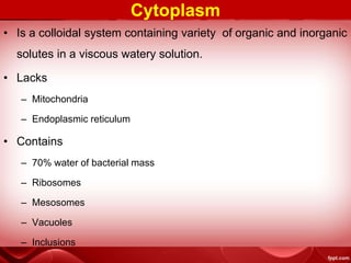 Morphology of Bacteria | PPT