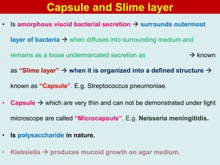 Morphology of Bacteria | PPT