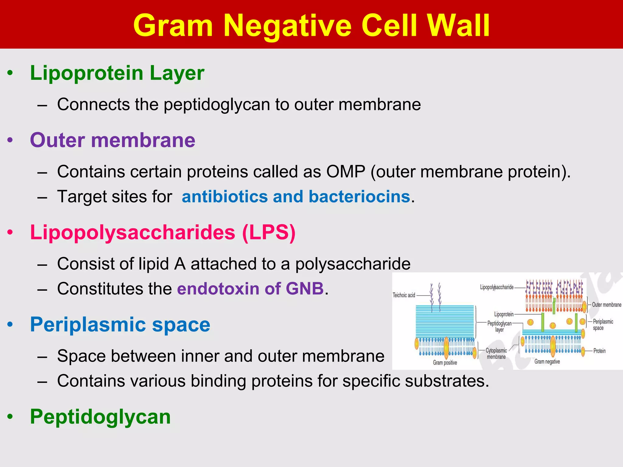 Bacterial Morphology.ppt