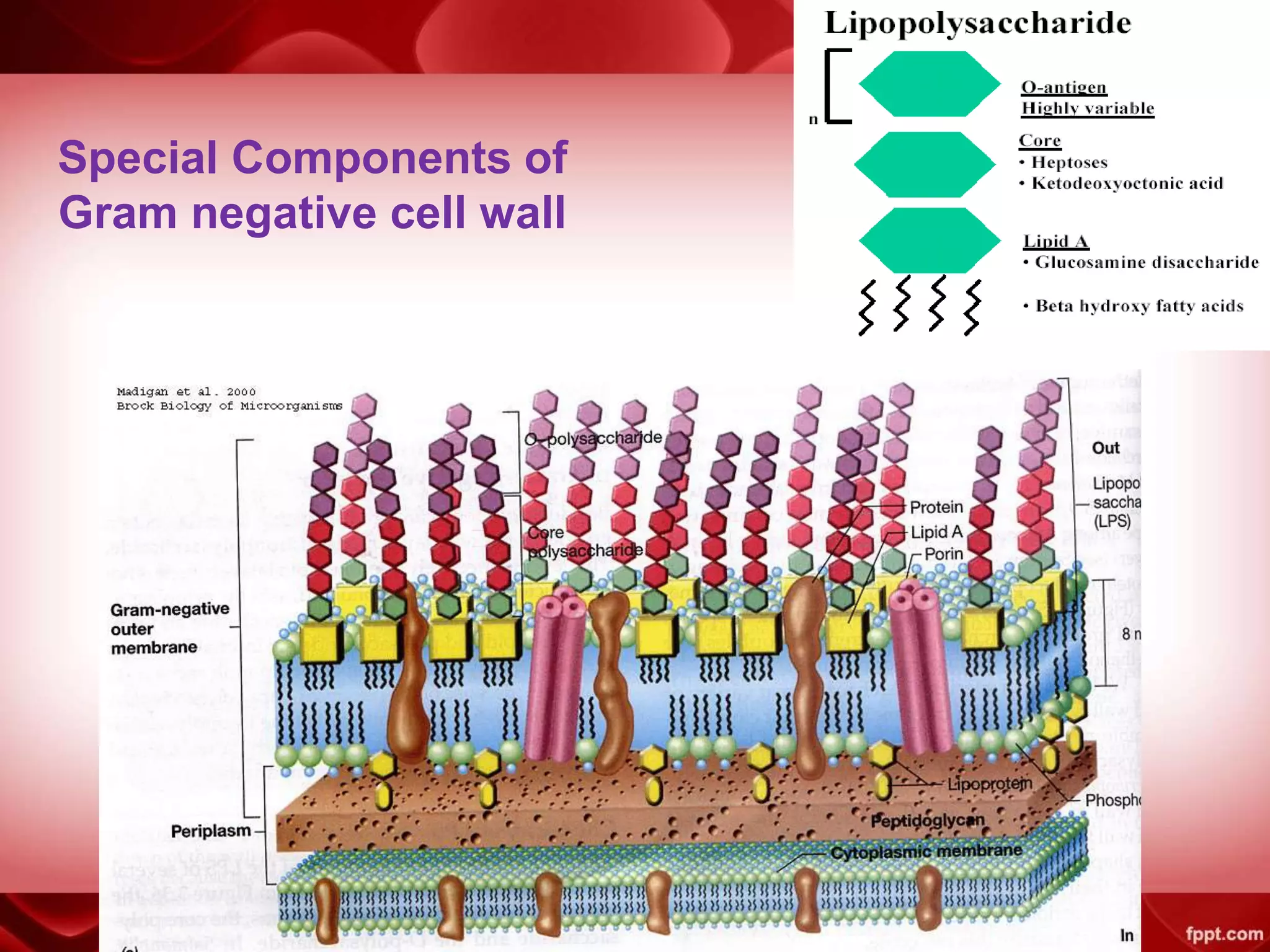 Bacterial Morphology.ppt