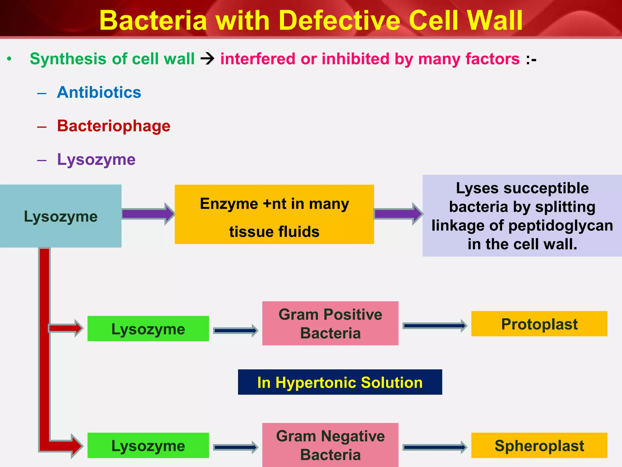 Bacterial Morphology.ppt