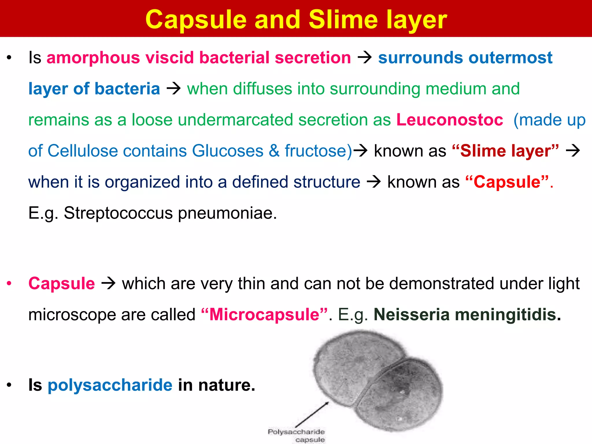 Bacterial Morphology.ppt