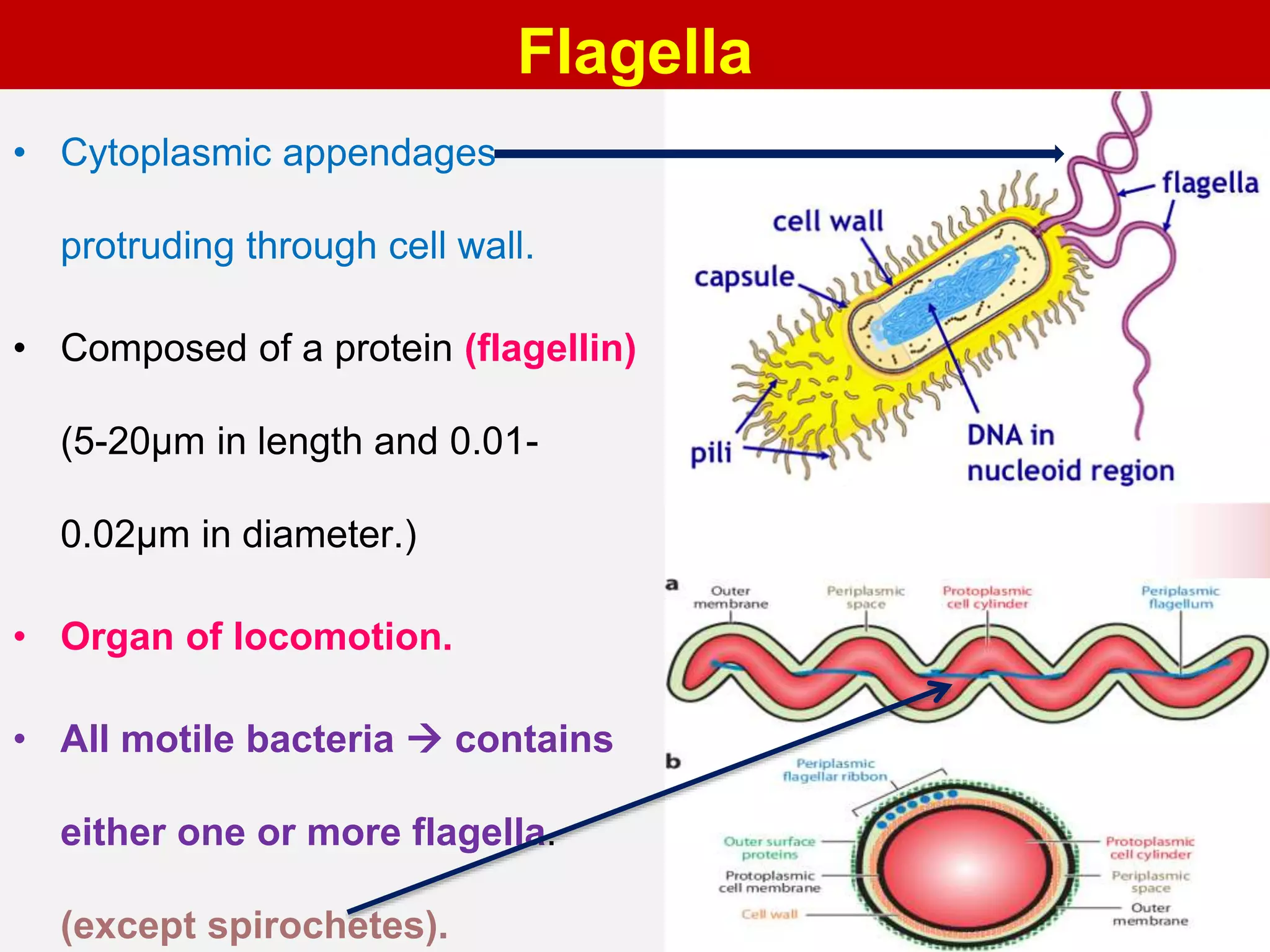 Bacterial Morphology.ppt