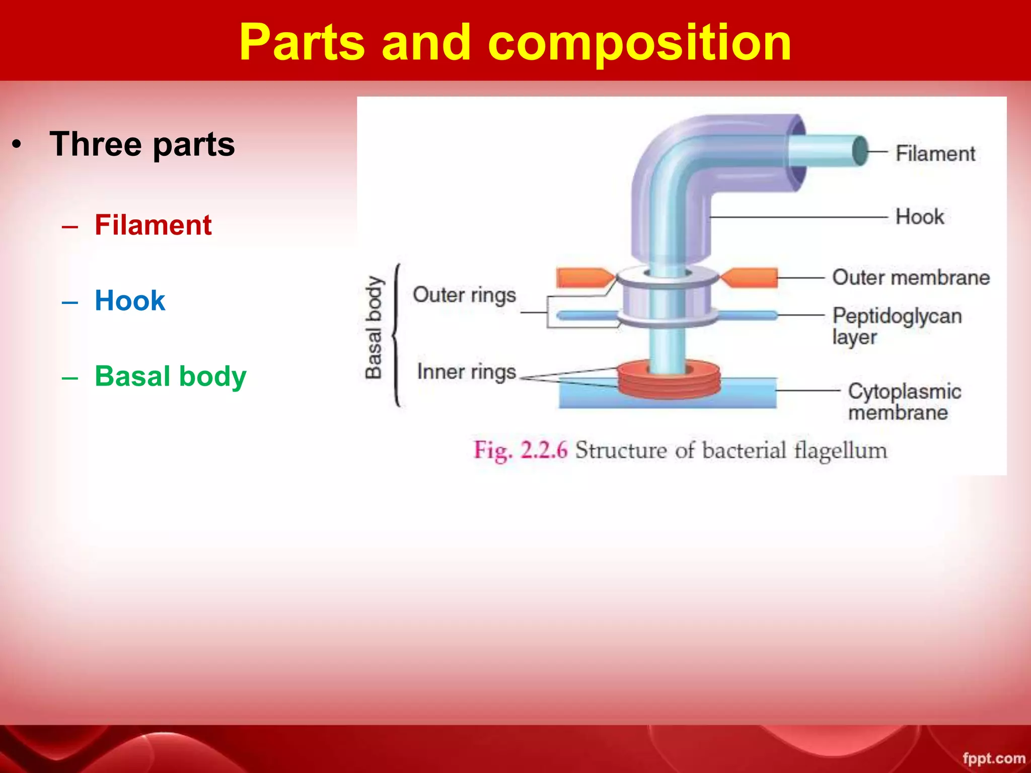 Bacterial Morphology.ppt