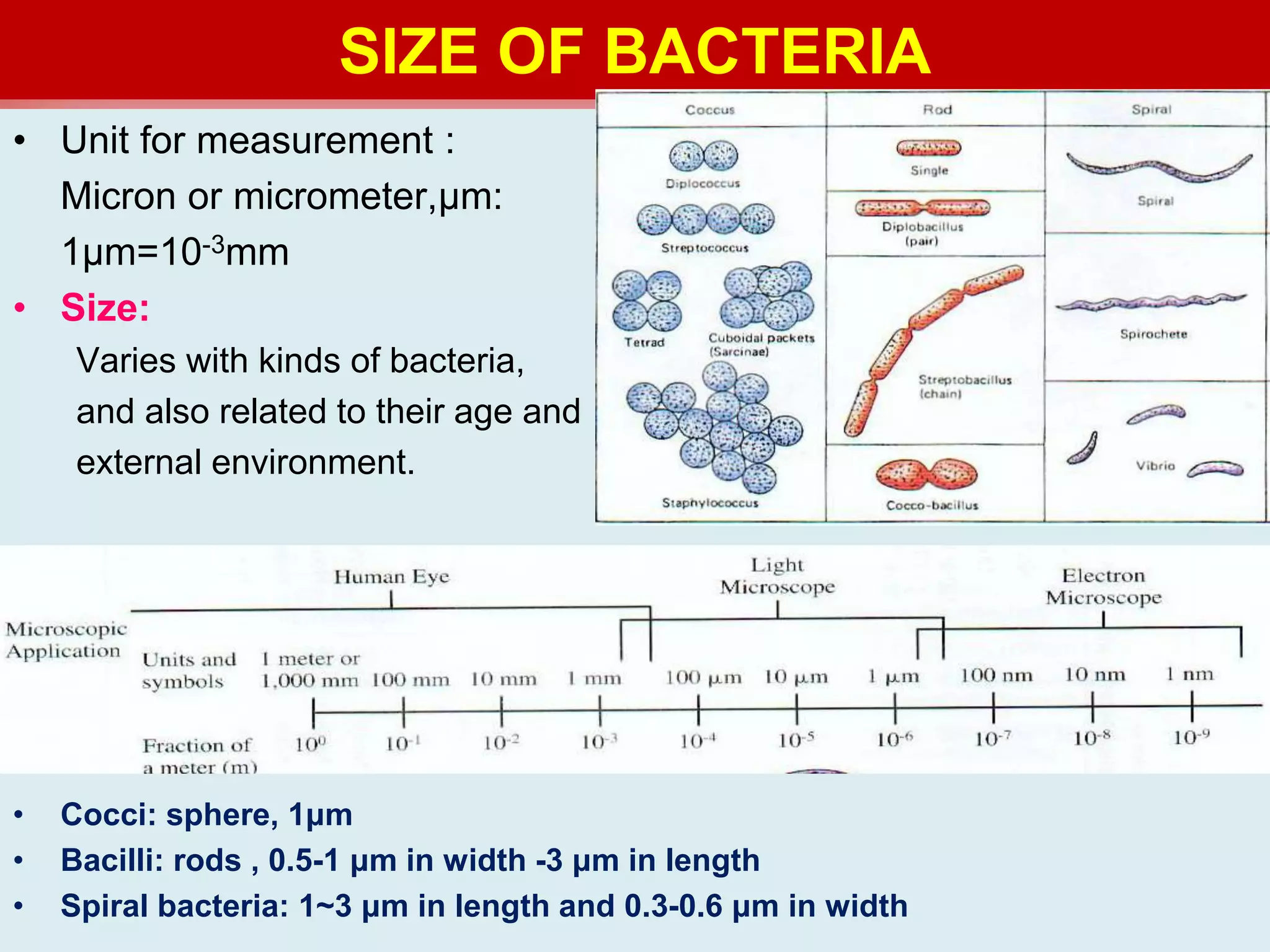 Bacterial Morphology.ppt
