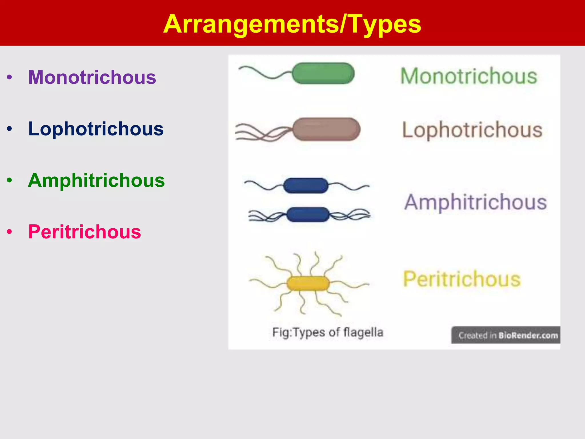 Bacterial Morphology.ppt