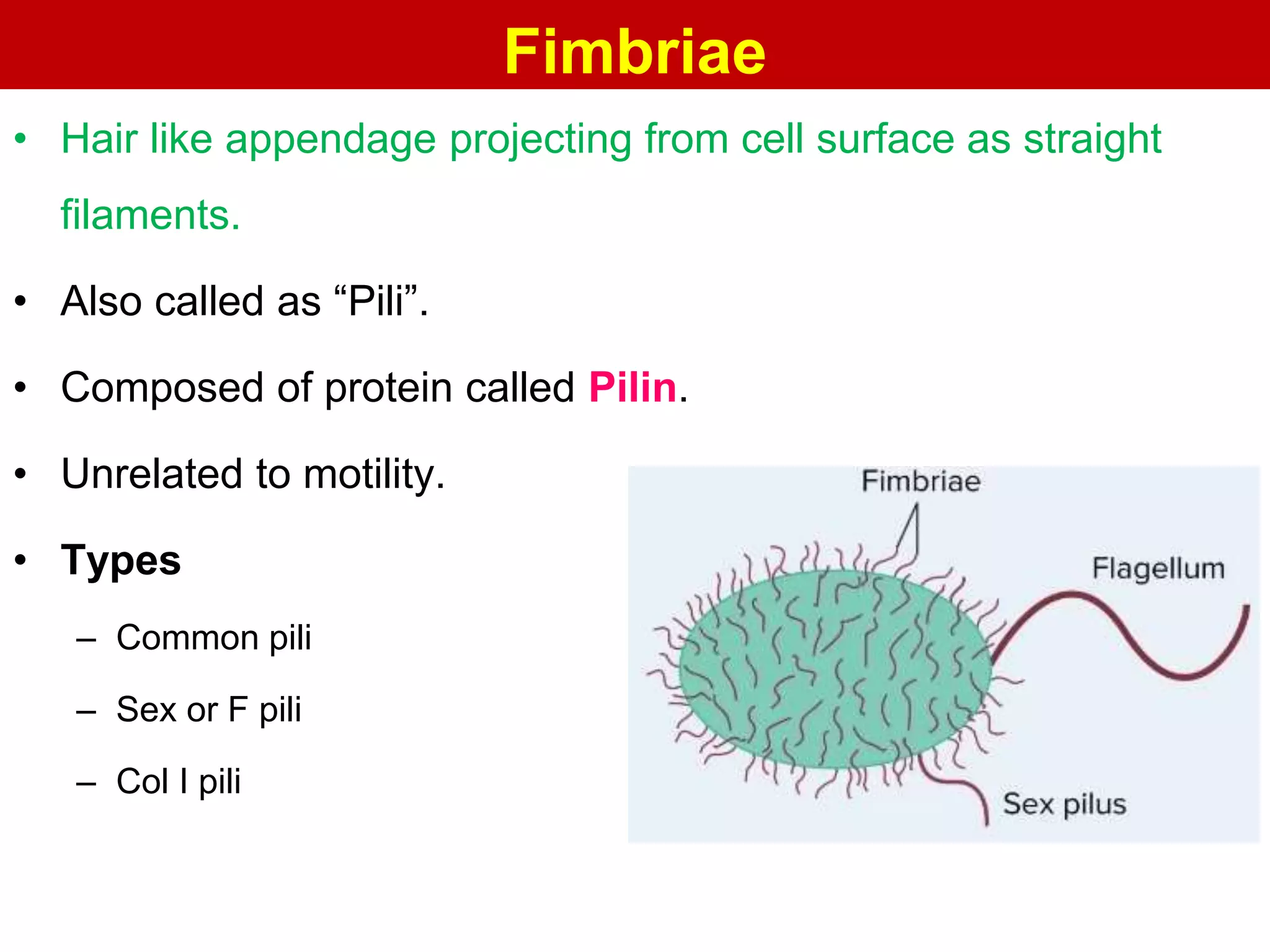 Bacterial Morphology.ppt