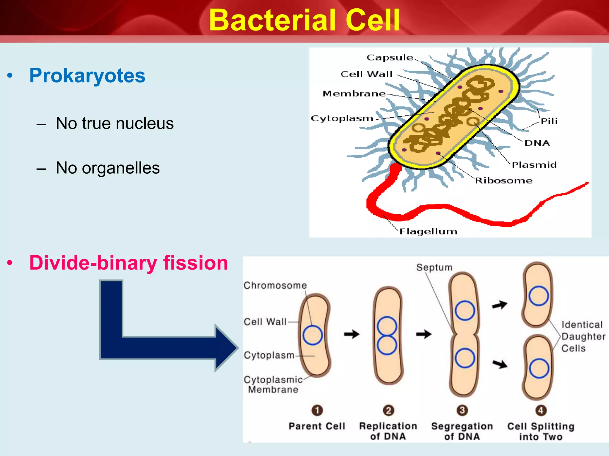 Bacterial Morphology.ppt