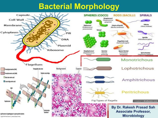 Bacterial Morphology.ppt