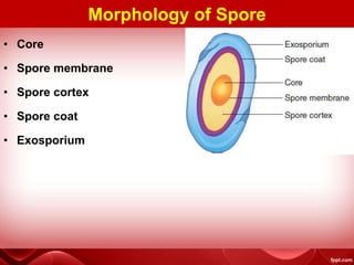 Bacterial Morphology.ppt