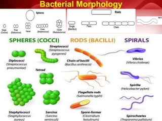 Bacterial Morphology.ppt