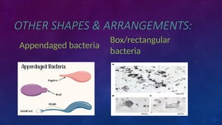 Medical Bacteriology - Bacterial Morphology | PPTX