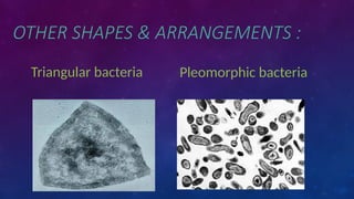 Medical Bacteriology - Bacterial Morphology | PPT | Free Download