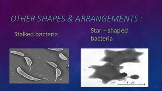 Medical Bacteriology - Bacterial Morphology | PPT