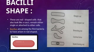 Medical Bacteriology - Bacterial Morphology | PPTX