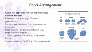 Morphology of Bacteria – A Visual Guide by Dr. Preeti Tyagi | PDF