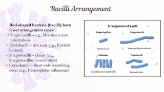 Morphology of Bacteria – A Visual Guide by Dr. Preeti Tyagi | PDF
