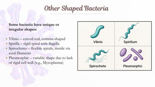 Morphology of Bacteria – A Visual Guide by Dr. Preeti Tyagi | PDF