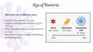 Morphology of Bacteria – A Visual Guide by Dr. Preeti Tyagi | PDF