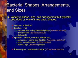 Shapes of Bacteria and Morphology Overview | PDF
