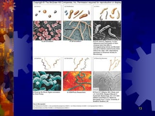 Shapes of Bacteria and Morphology Overview | PDF