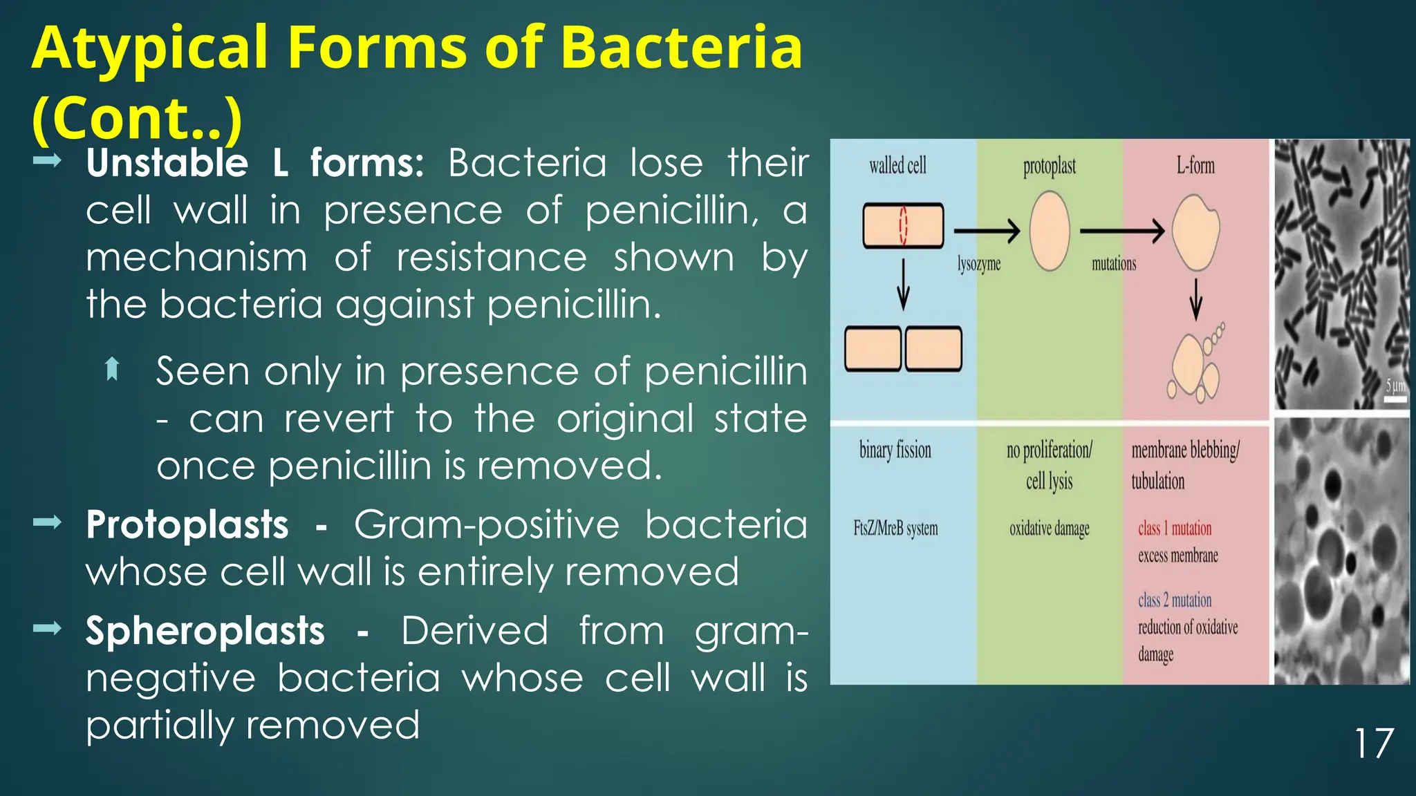 bacterial morphology - Capsule to spore.pptx