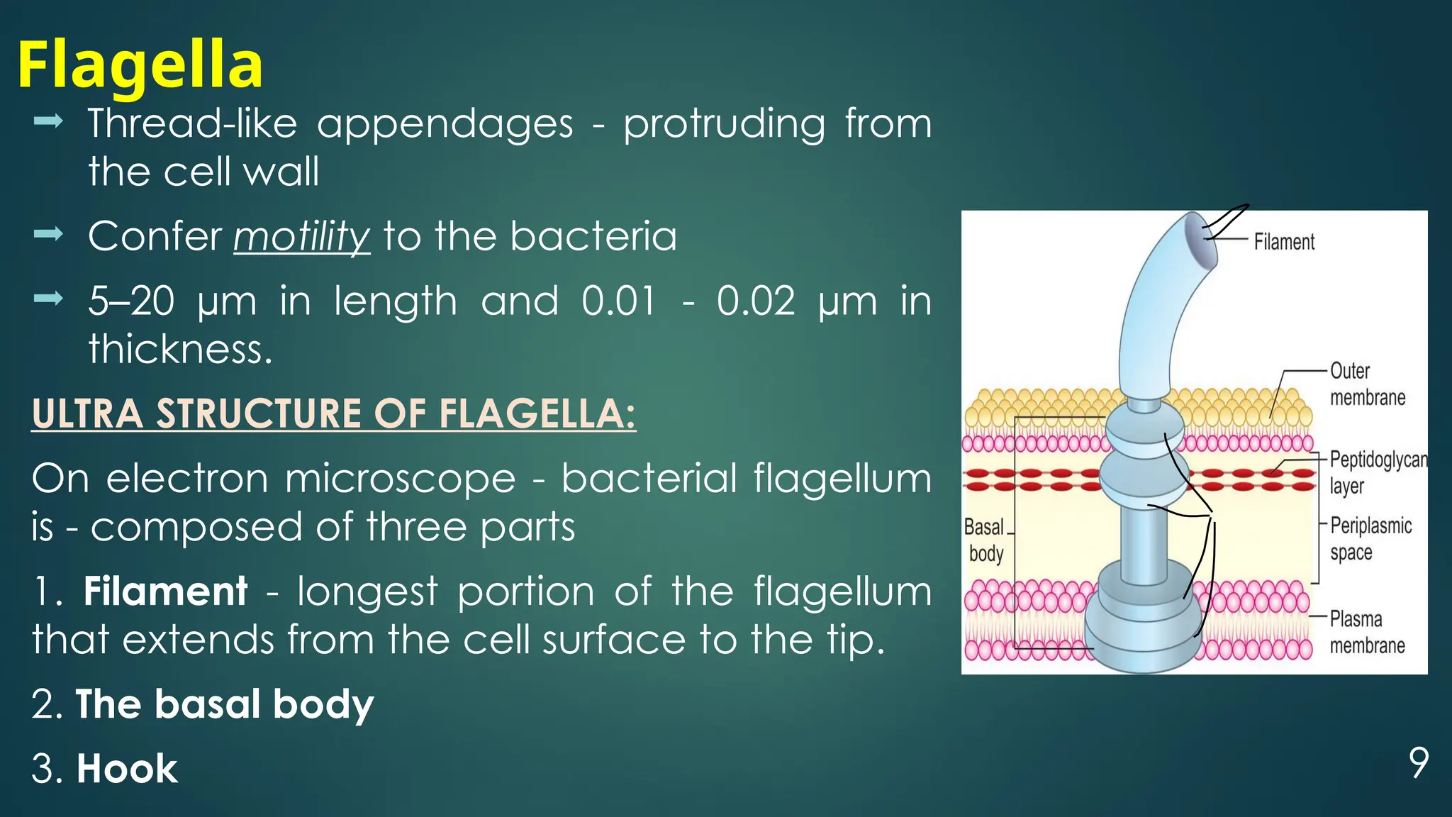 bacterial morphology - Capsule to spore.pptx