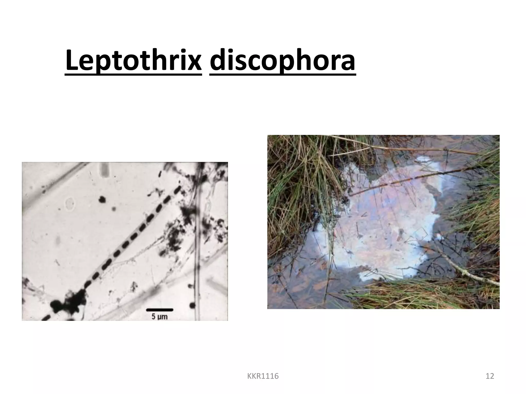 Bacterial morphology gliding and fruiting bacteria | PPTX