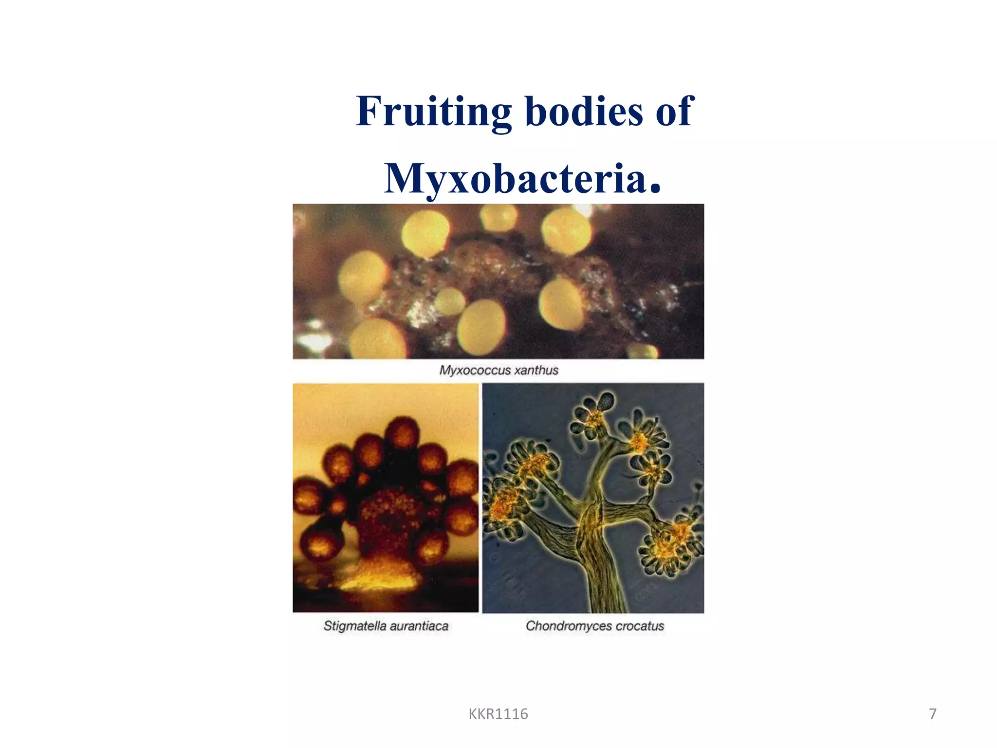Bacterial morphology gliding and fruiting bacteria | PPTX
