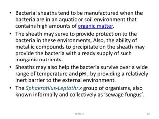 Bacterial morphology gliding and fruiting bacteria | PPTX