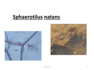 Bacterial morphology gliding and fruiting bacteria | PPTX | Biological ...