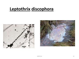 Bacterial morphology gliding and fruiting bacteria | PPTX | Biological ...