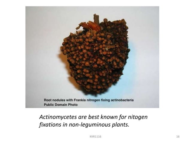 Bacterial morphology gliding and fruiting bacteria | PPTX | Biological ...