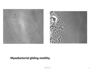 Bacterial morphology gliding and fruiting bacteria | PPTX