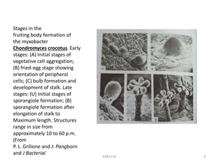 Bacterial morphology gliding and fruiting bacteria | PPTX | Biological ...