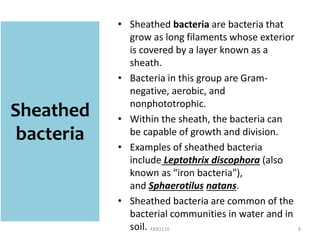Bacterial morphology gliding and fruiting bacteria | PPTX