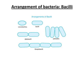 Bacterial morphology & anatomy | PPSX