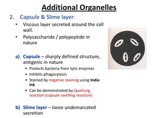 Bacterial morphology & anatomy | PPSX | Biological Sciences | Science