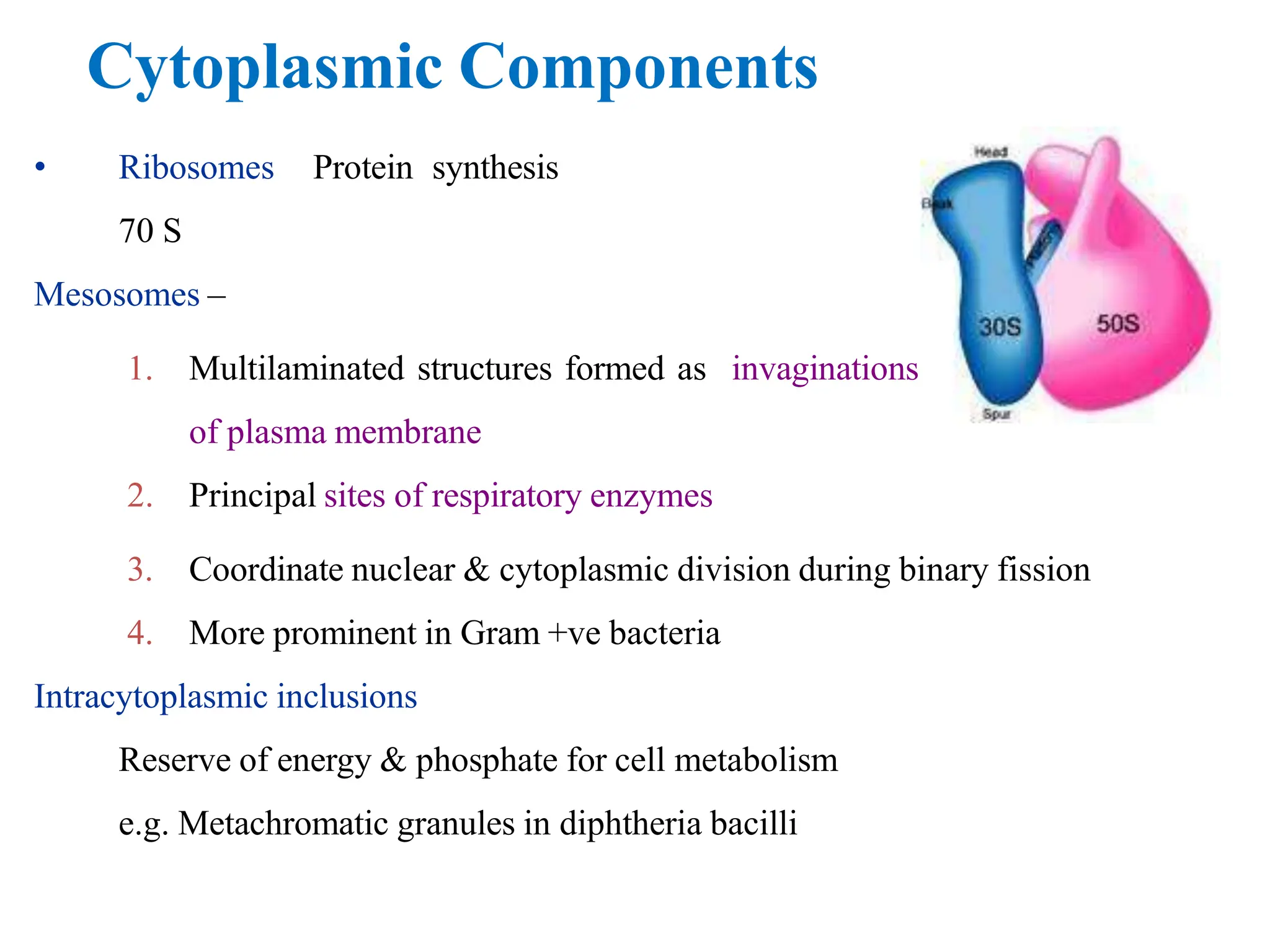 Bacterial Morphology and Atomy.pptx microbiology | PPTX