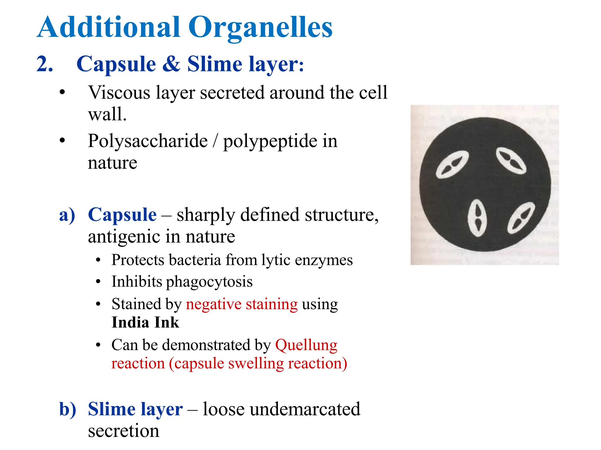 Bacterial Morphology and Atomy.pptx microbiology | PPTX
