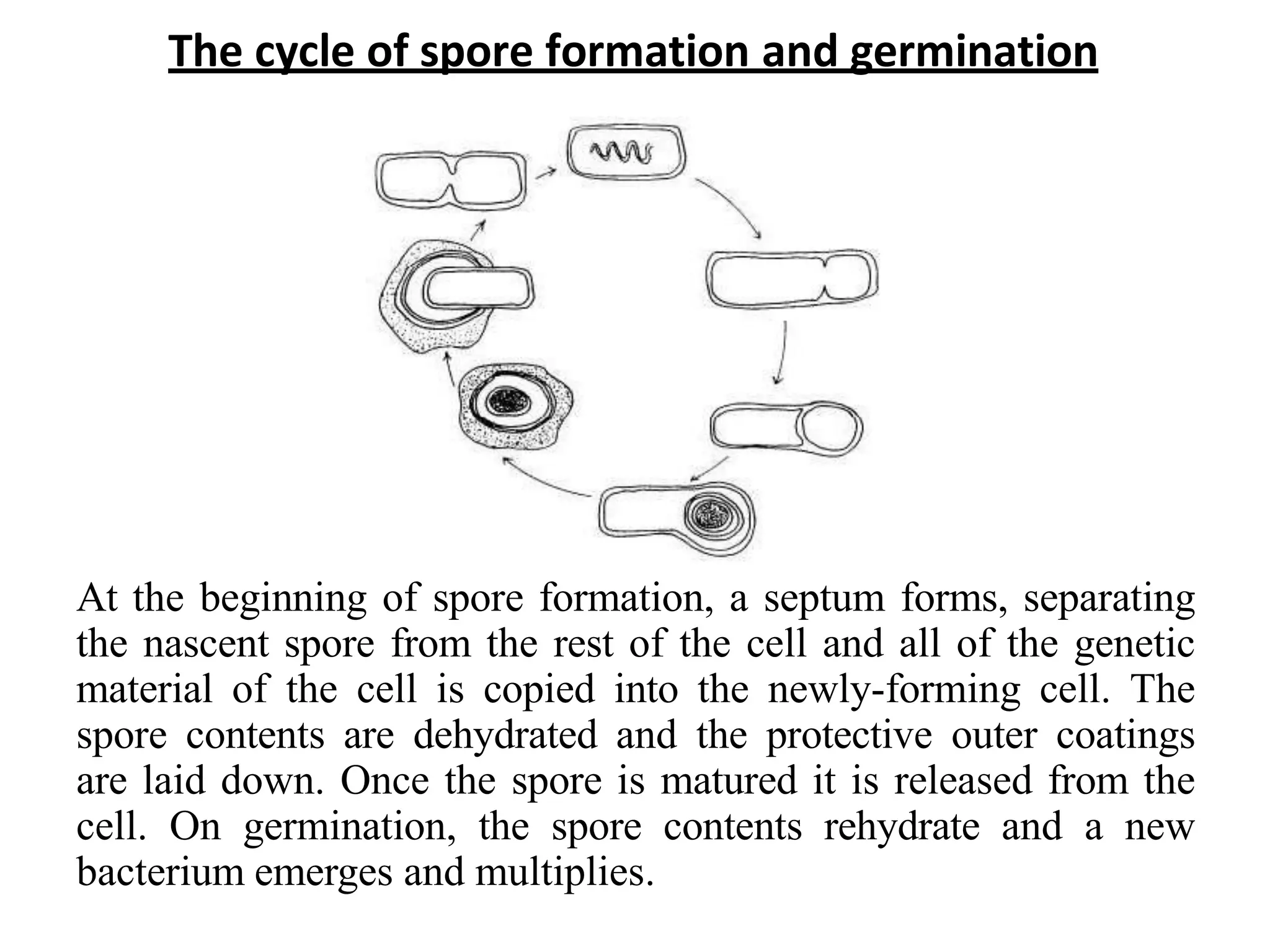Bacterial Morphology and Atomy.pptx microbiology | PPTX